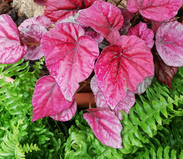 Home & Living Painted-Leaf Begonia Stunning Foliage Begonia Rex Fancy ...