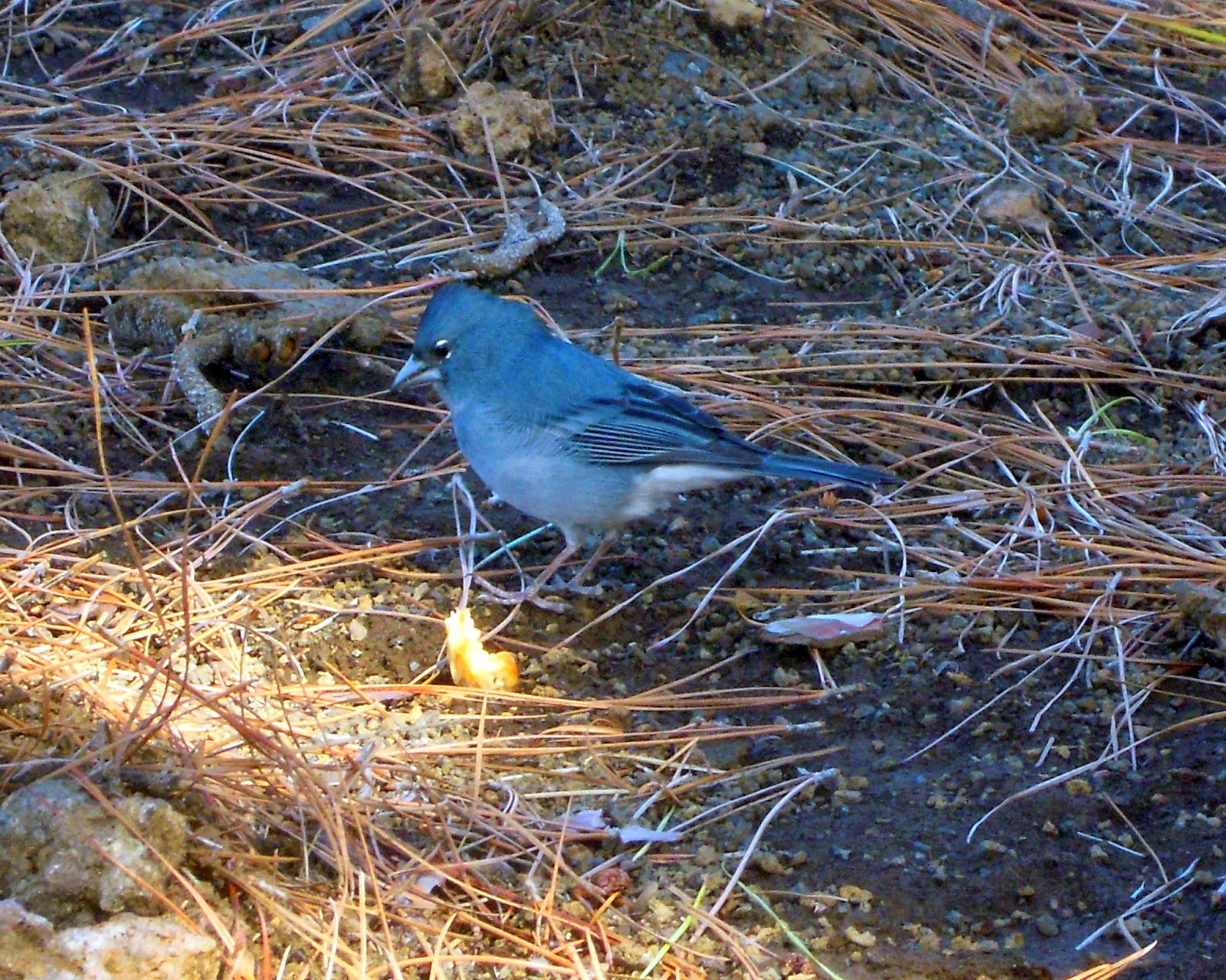 Aprendiendo ...: Pinzón Azul