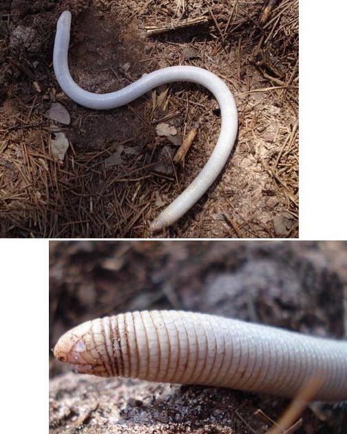 Species New to Science: [Herpetology • 2010] Amphisbaena carli • A new ...