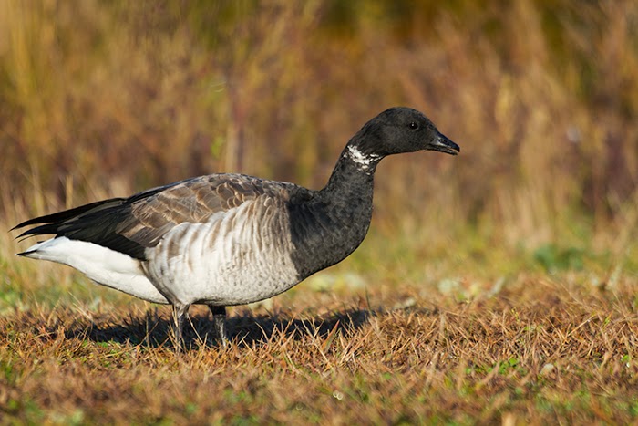 Whimbrel Nature: Brant On Long Island