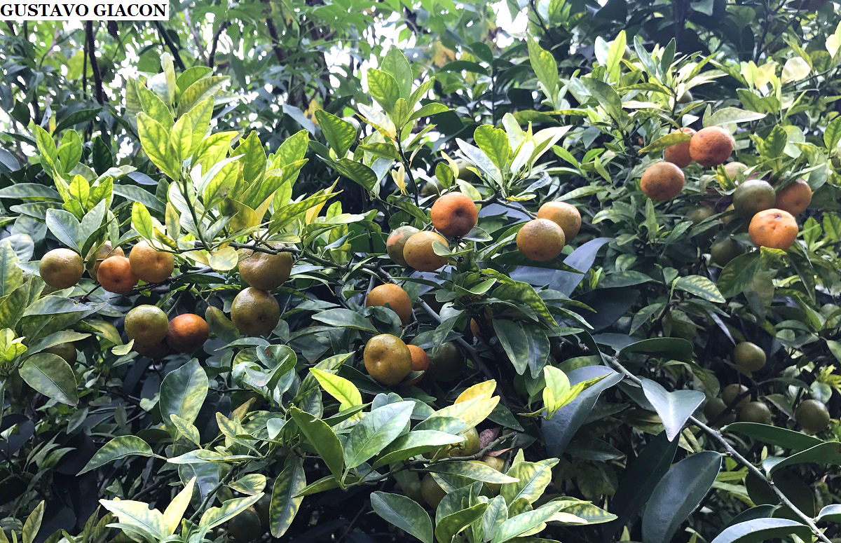 Blog do Viveirista: Calamondin - Citrus mitis / Citrofortunella mitis ...