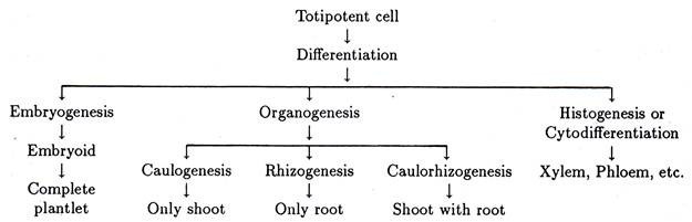 Totipotency and Dedifferentiation