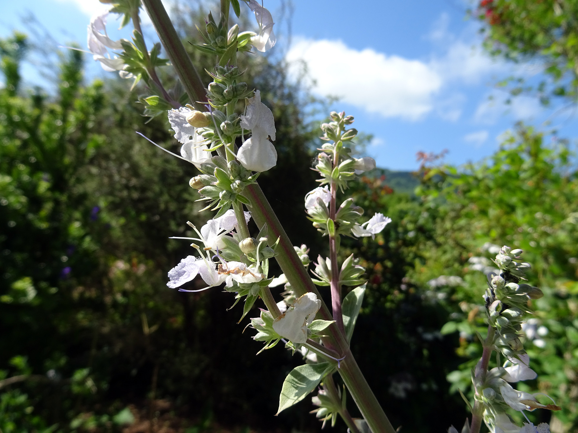 Salvia apiana - White sage - Bee sage care and culture | Travaldo's blog