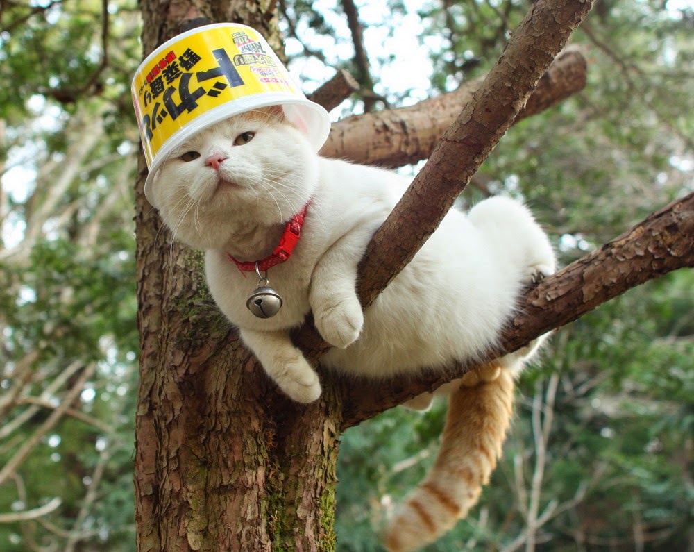 Photo - Shironeko - most silly cat earth | Gallery Wallpaper HD