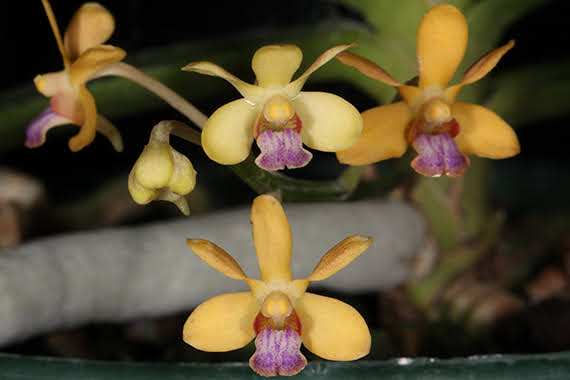 Vanda testacea (Lindl.) Rchb.f.