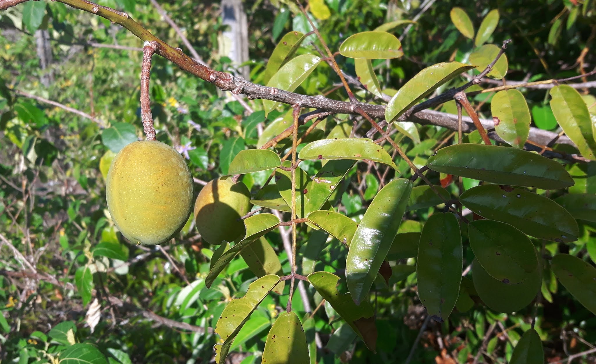 Fabaceae - Leguminosae no Brasil: Fabaceae - Andira nitida Mart. ex ...
