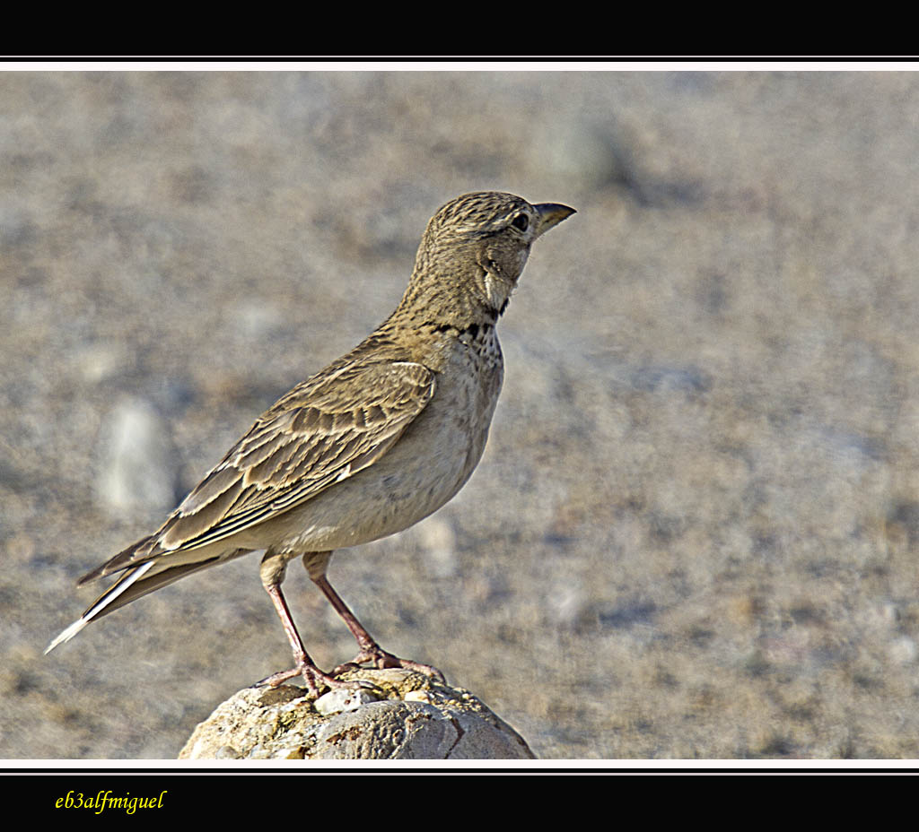 Miguel fotografia: Calandria Común (Melanocorypha calandra)