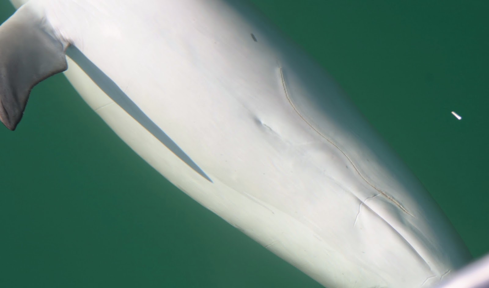 Shark Bay Field Blog: July 2014