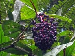 KHASIAT MANFAAT BIJI JENITRI ( GENITRI ): Maret 2015