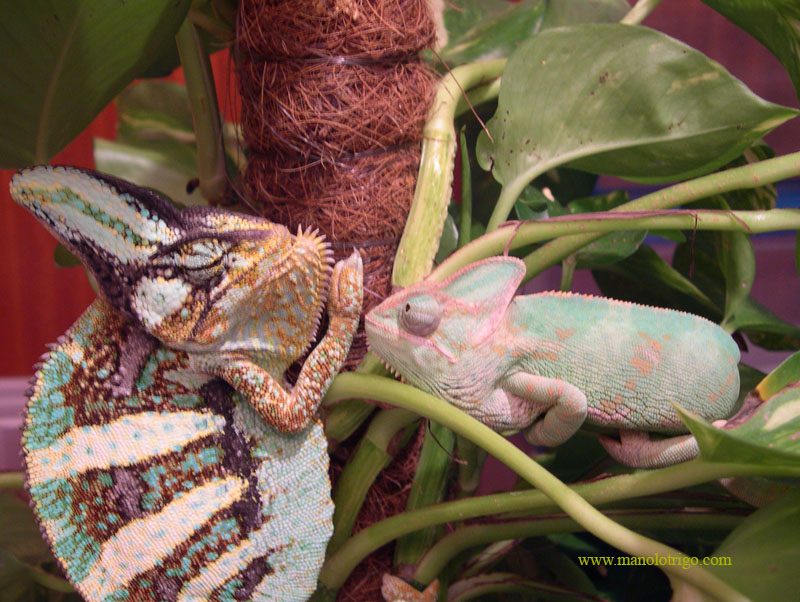 cortejo animal: cortejo reptiles