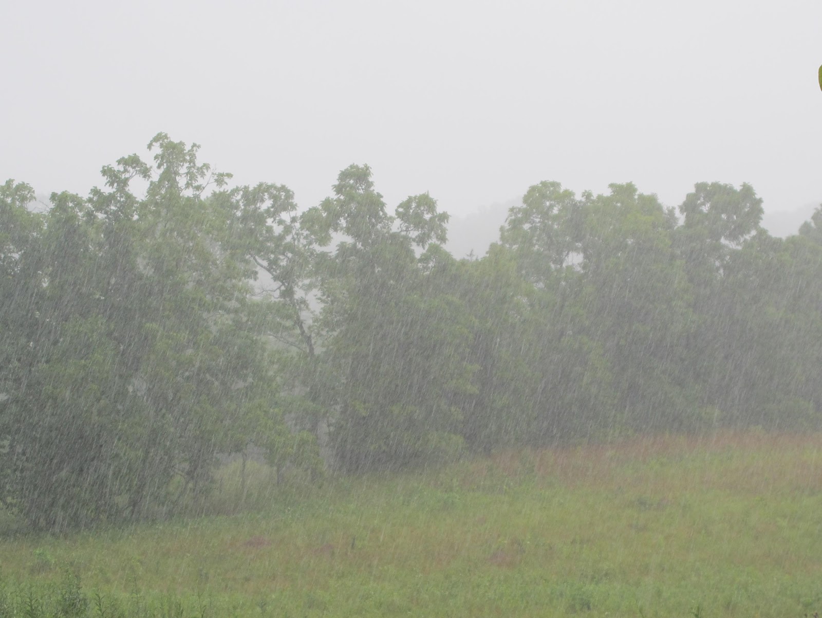 Blue Jay Barrens: Half Inch Rain + Drought = Not Much