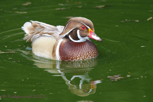 Redgannet: Apricot Wood Duck
