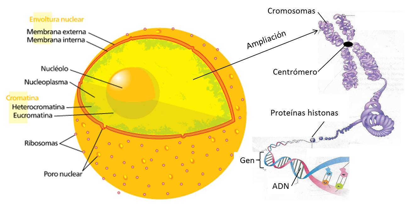Nucleoplasma Que Es