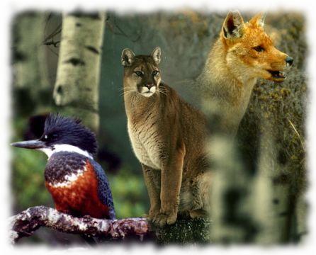 Ciencias Naturales Perú: La Zoología