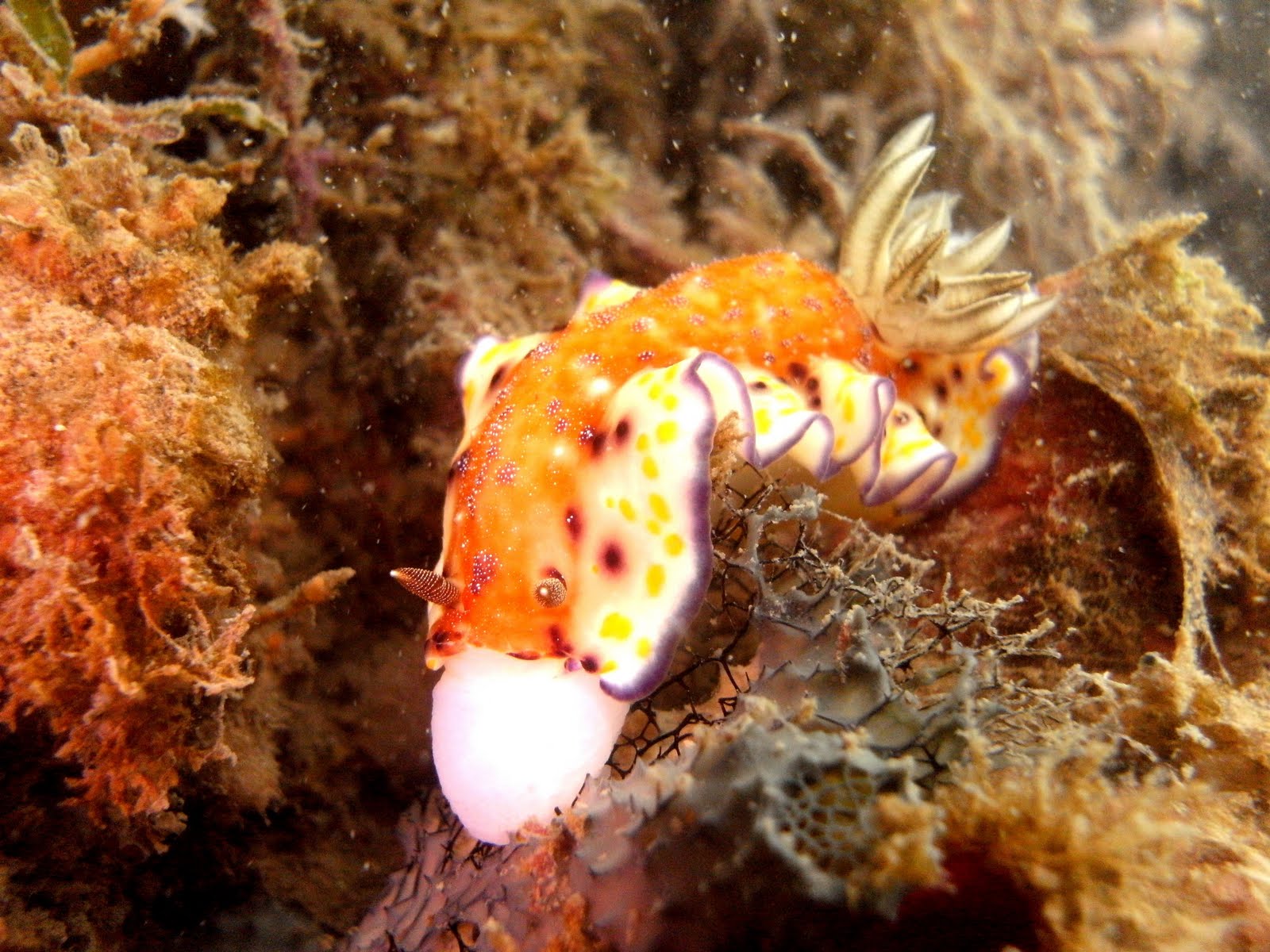 Kava in Australia: Sea Slugs of New South Wales