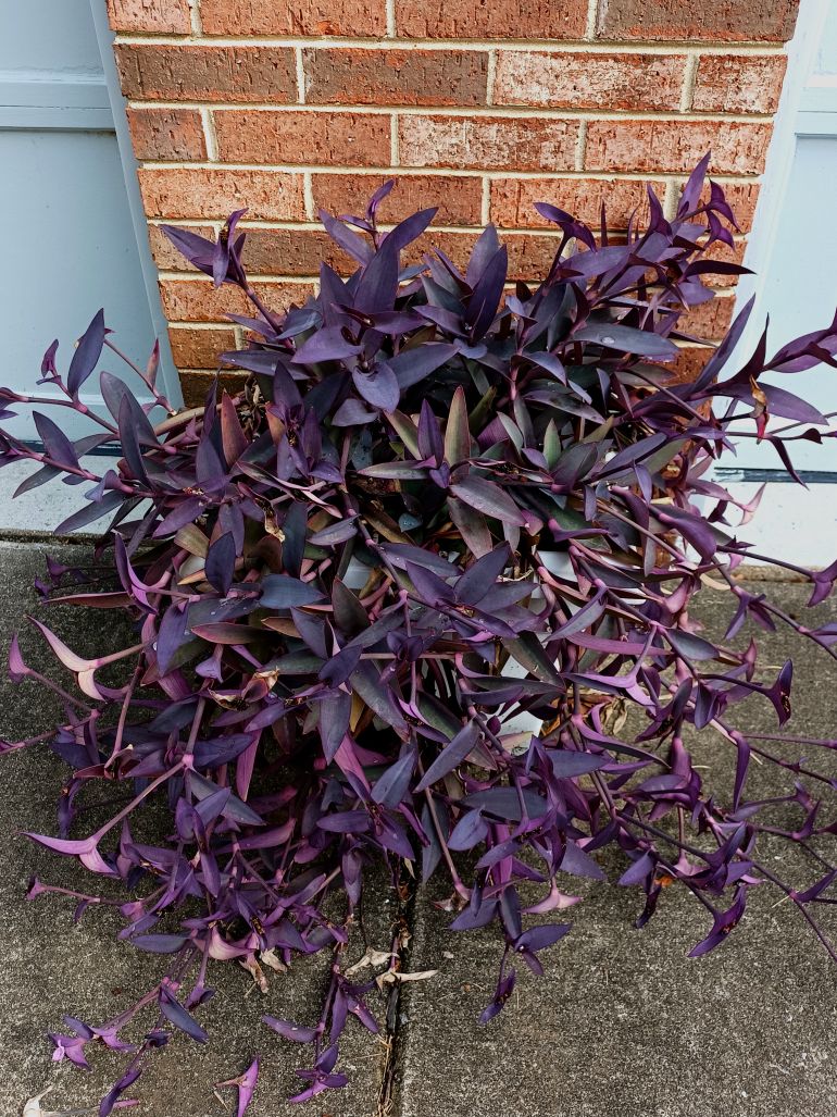 Future Plants by Randy Stewart: Setcreasea pallida ( Purple Heart )