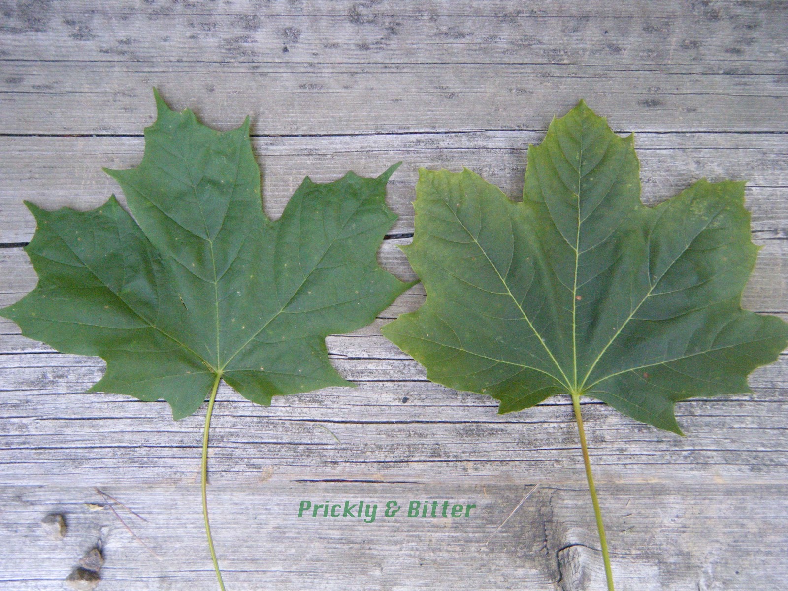 Prickly and Bitter: Canada's National Tree