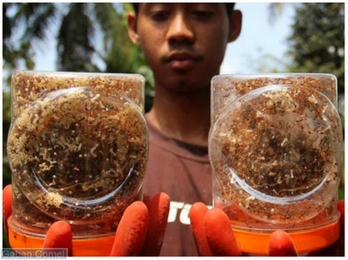 Proses Penghasilan Telur Semut Sumber Makanan Tambahan . - Gaban Comel