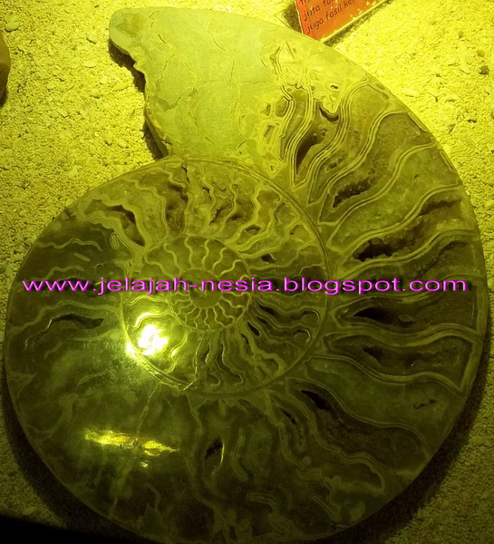 Fosil Kerang yang Unik Di Lamongan - Kompasiana.com