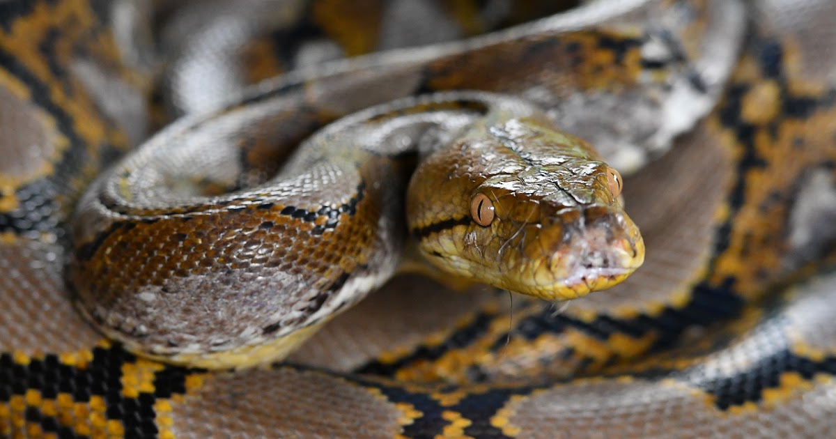 Snakes of around the world: Reticulated Python