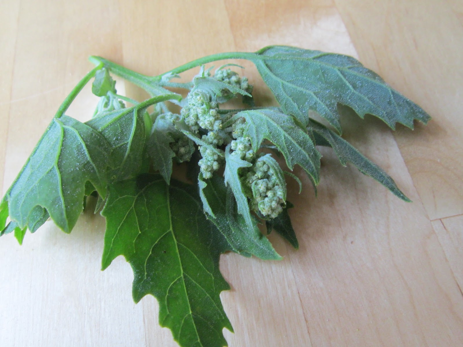 Seeds, roots, leaves and fruits...: Aztec Broccoli