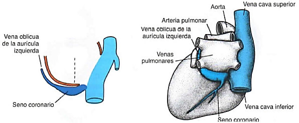 medyoung: Desarrollo del seno venoso