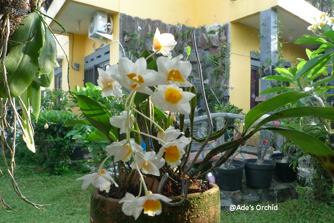 Ade's Orchid: Dendrobium farmeri