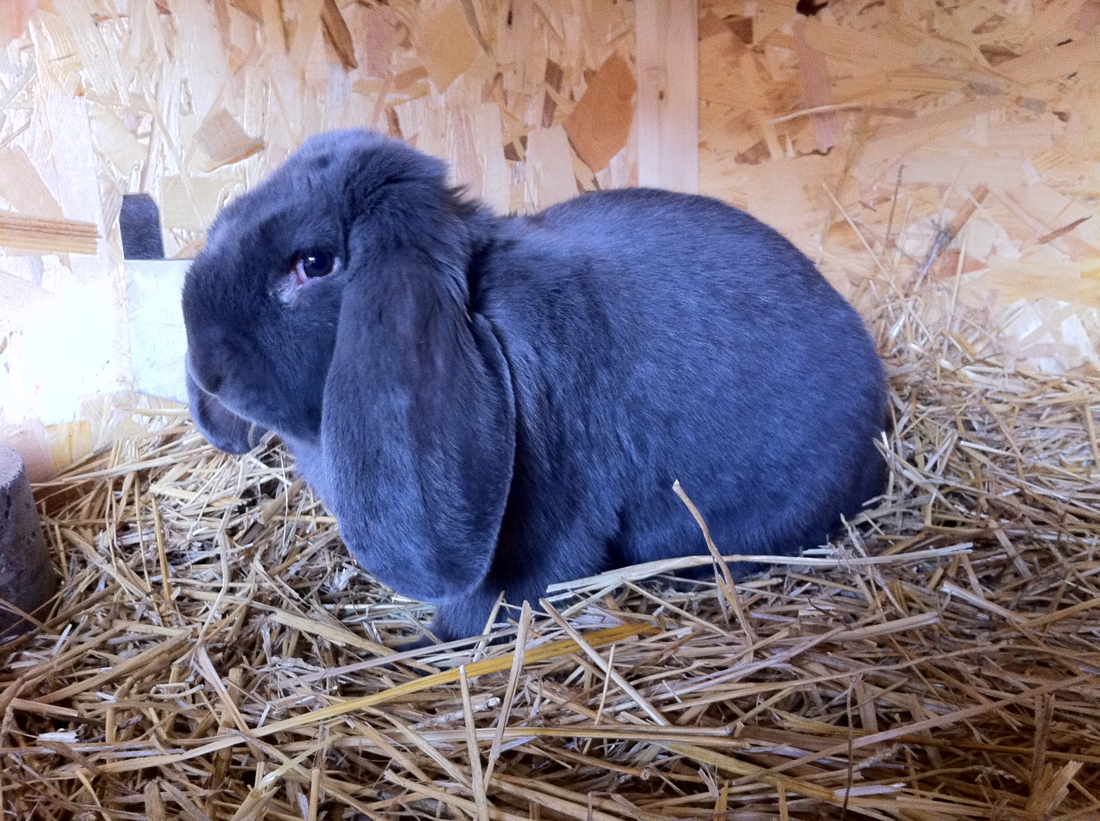 URIAȘUL PESTRIȚ GERMAN & MARELE BERBEC GERMAN ALBASTRU „Német tarka ...