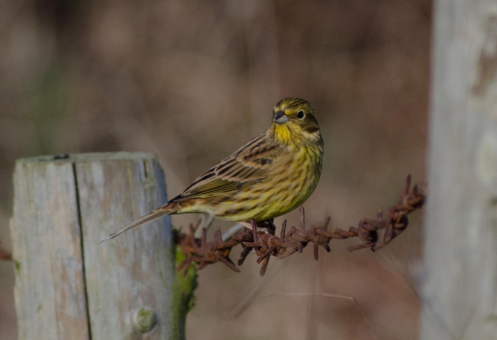 Gower Wildlife: Lots of Yellowhammers