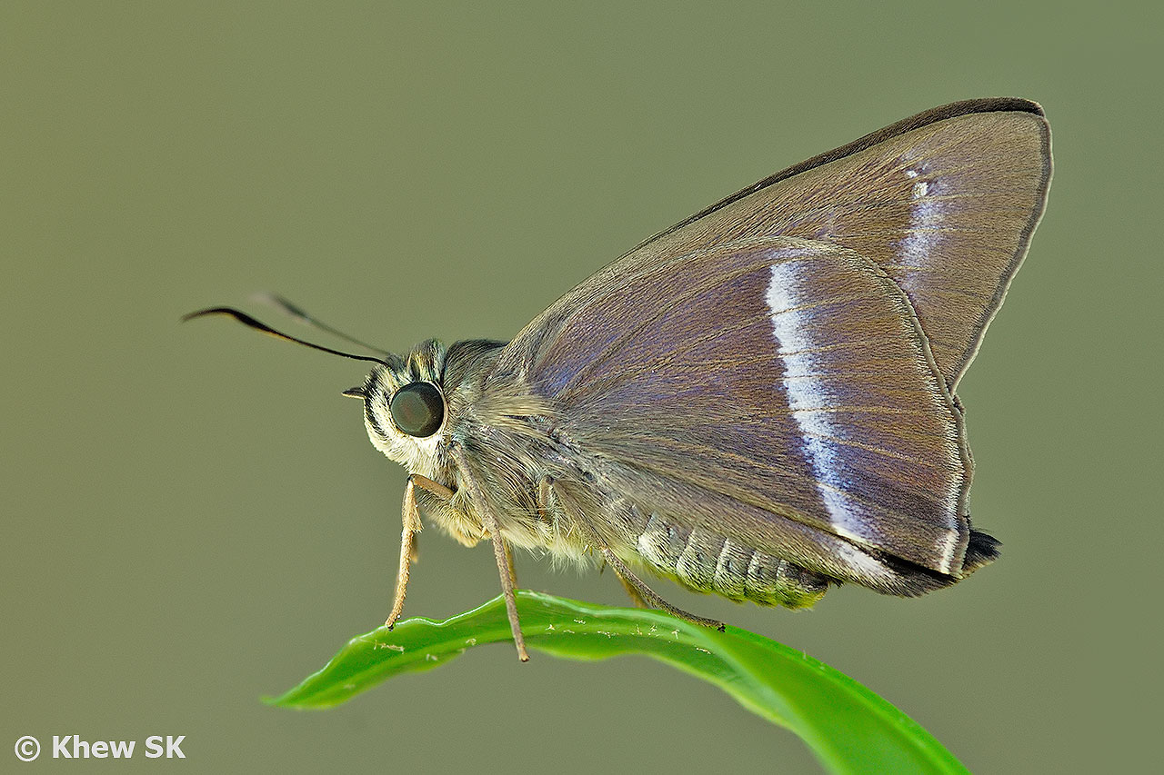 Butterflies of Singapore: Awls of Singapore : Part 2