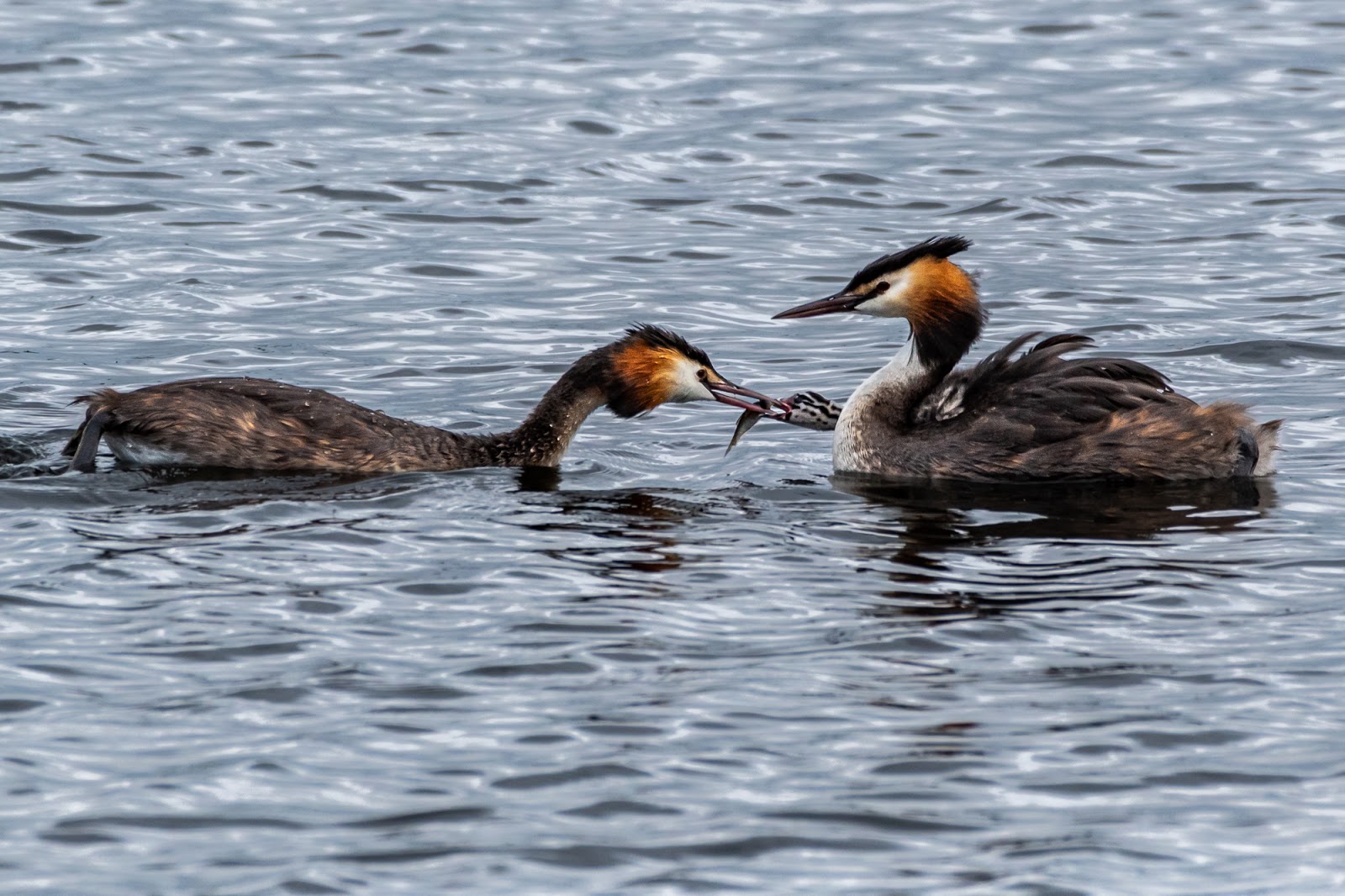 NI Bird Pics: Thomas Campbell - Great Crested Grebe, Coots, Magpie ...