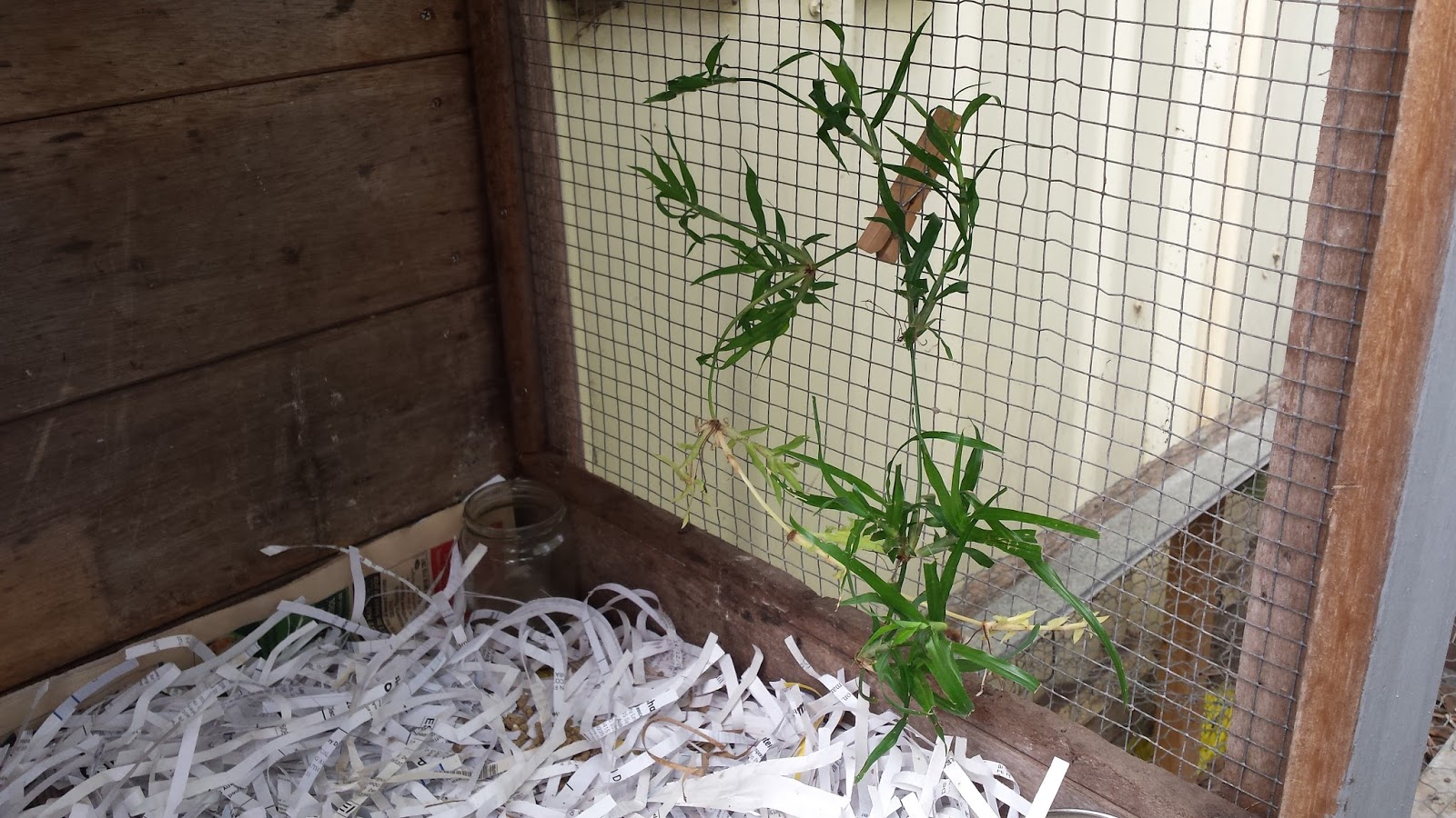 Where to put a sick or injured chicken...