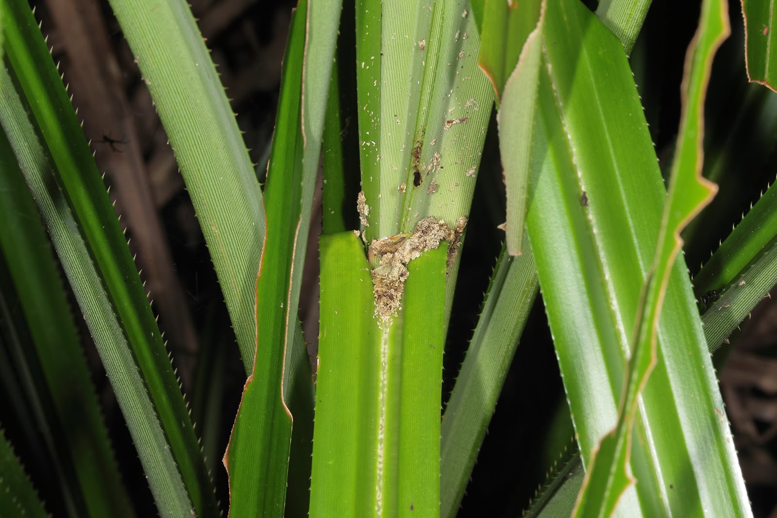 BunyipCo: The Peppermint Stick-insect