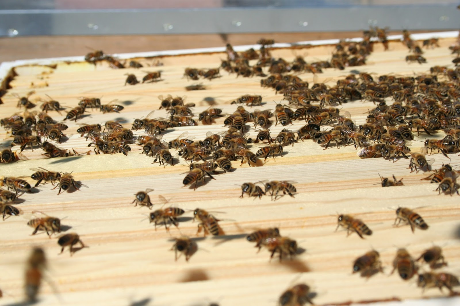 Chicken Scratch Poultry: Checking The Progress Of Our Bee Hives
