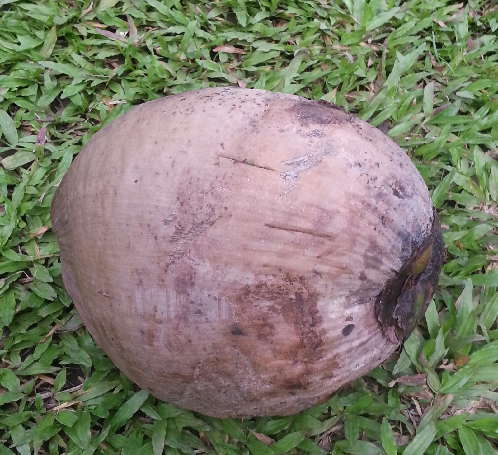 Kuanua Language: 2017