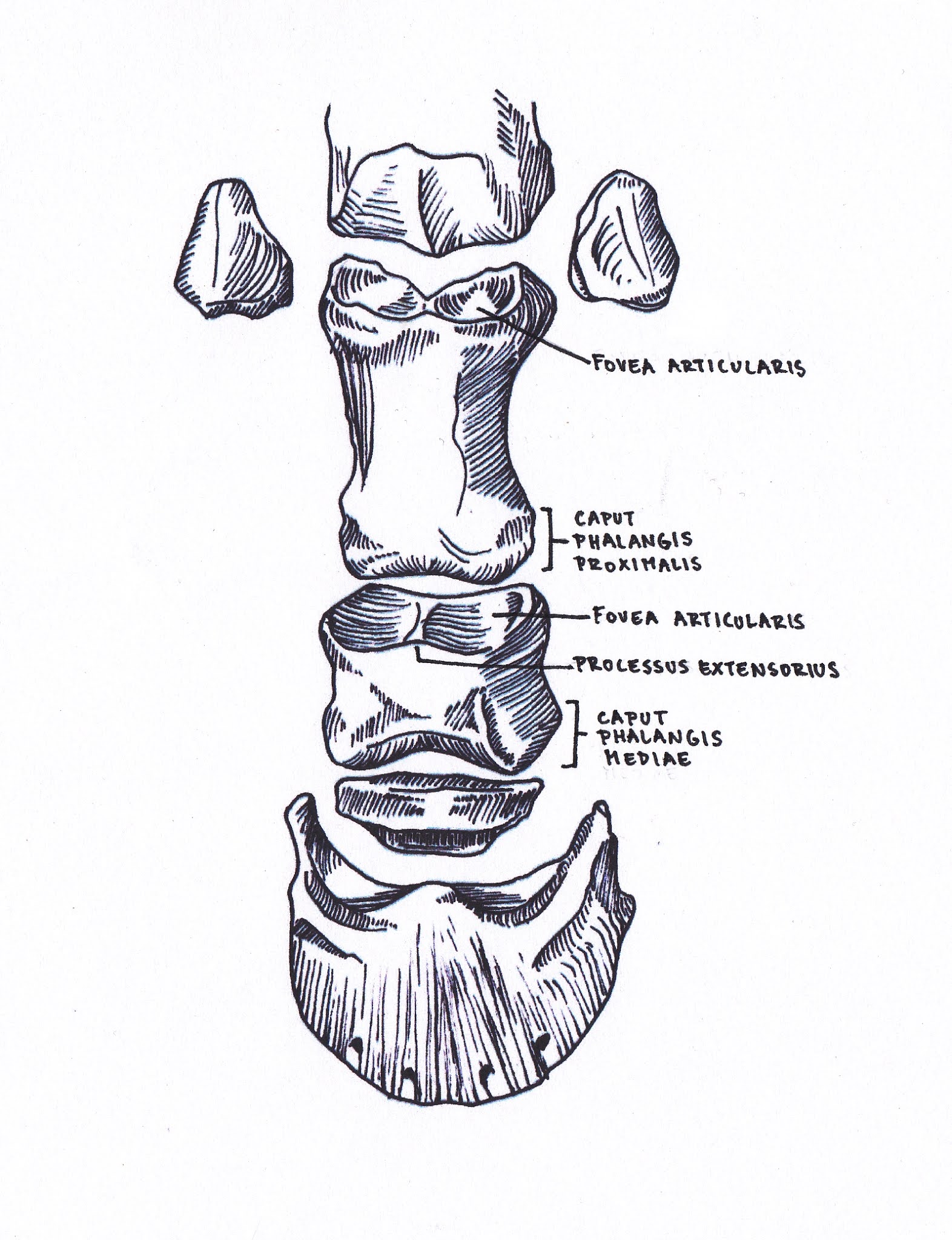 Anatómia kopyta - kosti