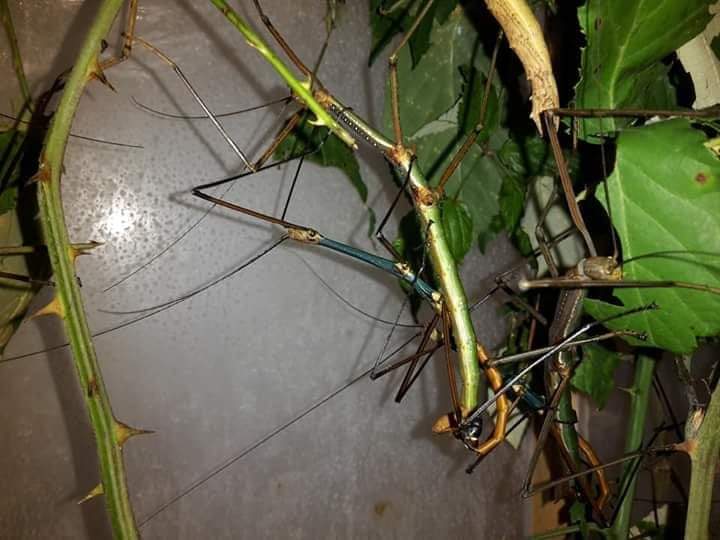 INSECT PLANET: Fasmidi - INSETTI STECCO, INSETTI FOGLIA (stick & leaf ...