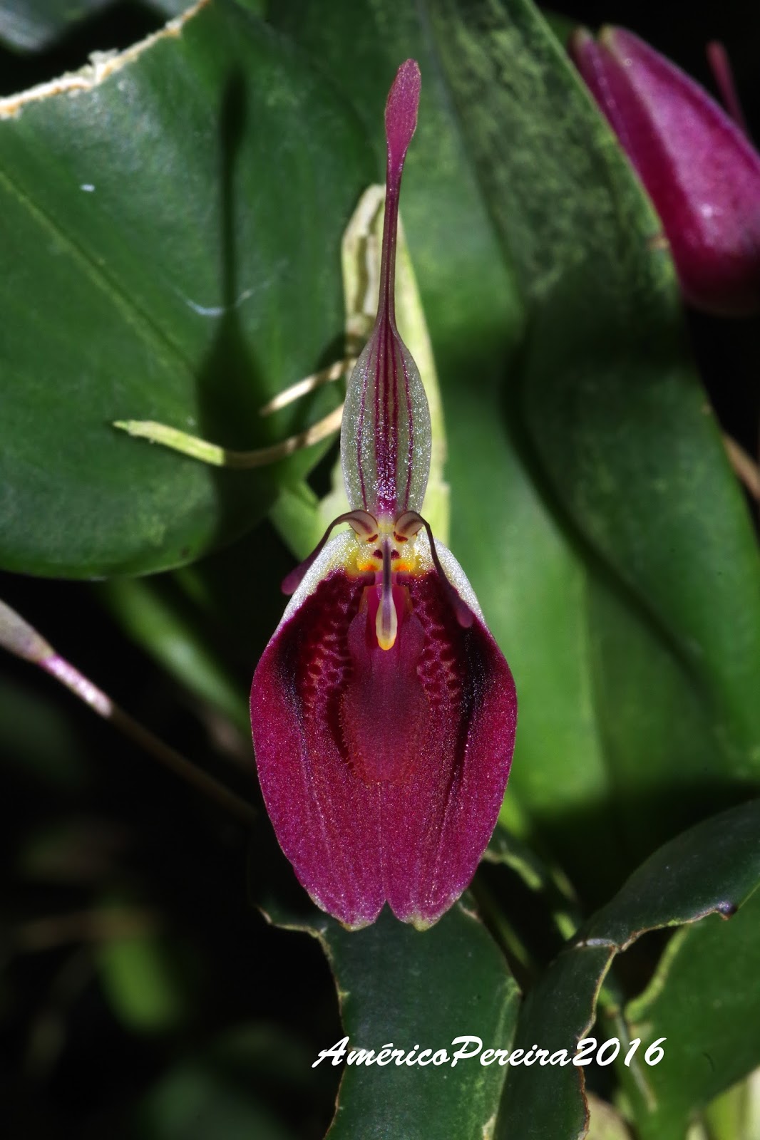 Orquídeas soltas: Restrepia sanguinea