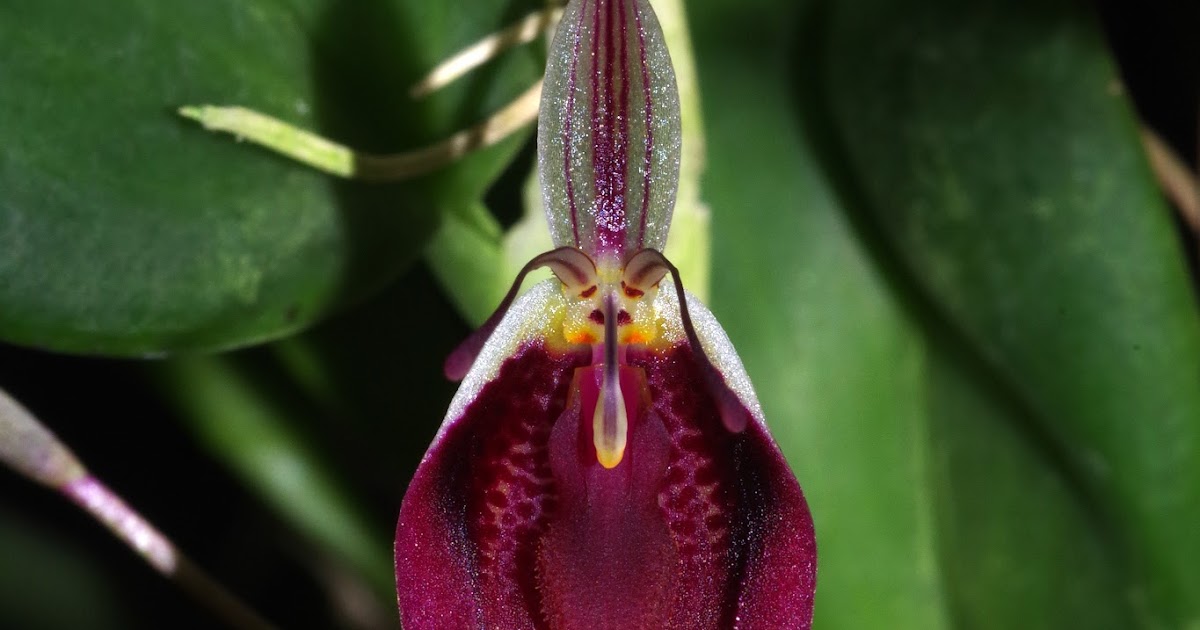 Orquídeas soltas: Restrepia sanguinea