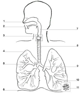 GCSE Biology Worksheets: Respiratory System Worksheet
