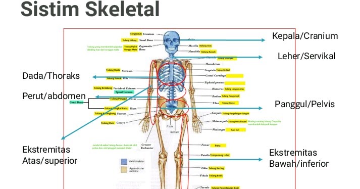 D3 Fisioterapi Fikes UNRIYO: Anatomi Sistem Skeletal