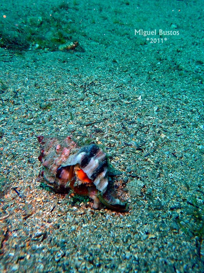 Naturaleza y Fotografía en Motril: Busano (Hexaples trunculus)