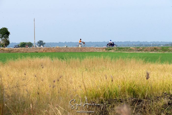 Agar Aku Tidak Lupa: SEKINCHAN & KUALA SELANGOR - PART 05 - PADI BOX