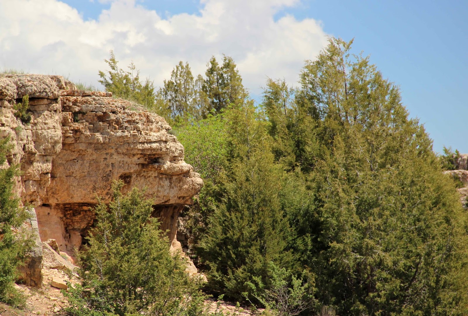 In the Company of Plants and Rocks: Willow Identification – not for the ...