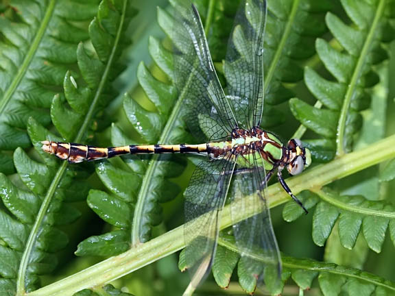 Ecobirder: New State Records at Minnesota Dragonfly Gathering.