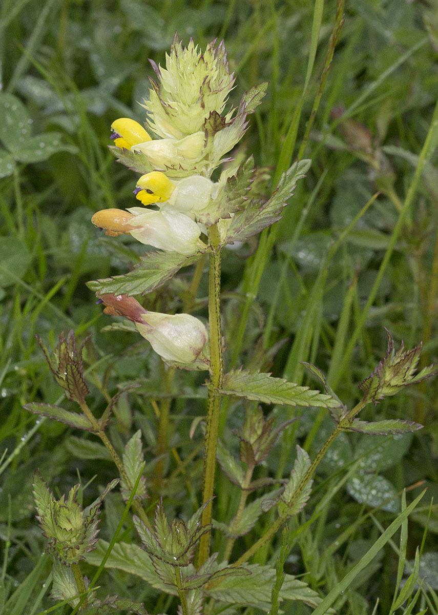 Jubilee Country Park Wildflowers, 2012 | Naturally