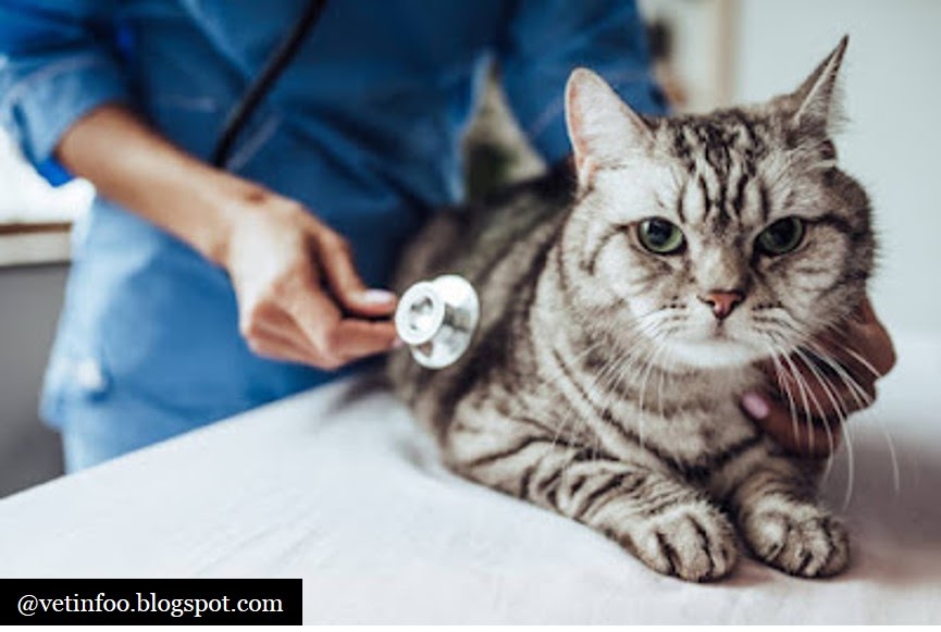 10 MOST COMMON CAT DISEASES