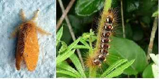 PEST OF JUTE AND THEIR MANAGEMENT