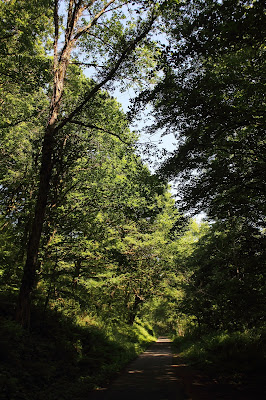 Valley Naturalist: Cwmavon Corridor Local Nature Reserve
