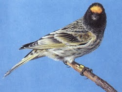 Kenari Lokal: jenis kenari